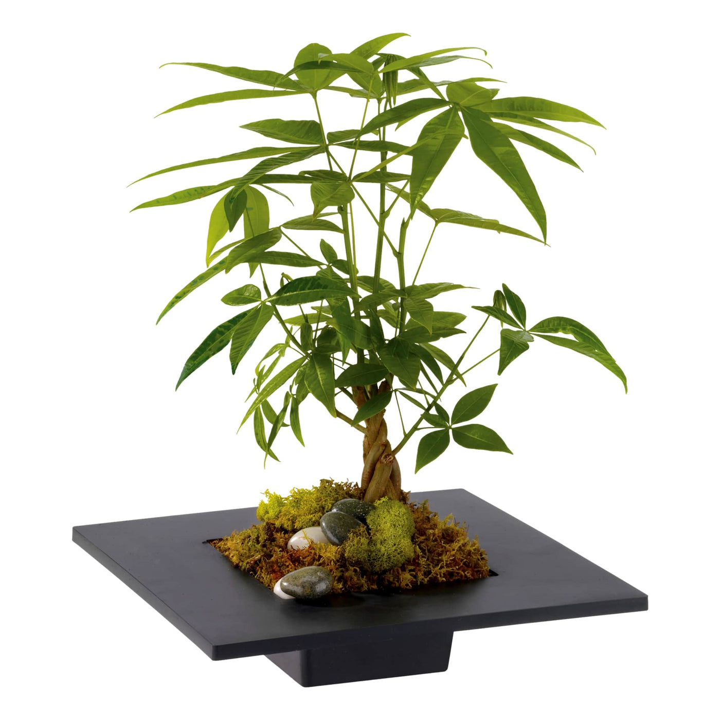 Square Bowl Medium - Container Source